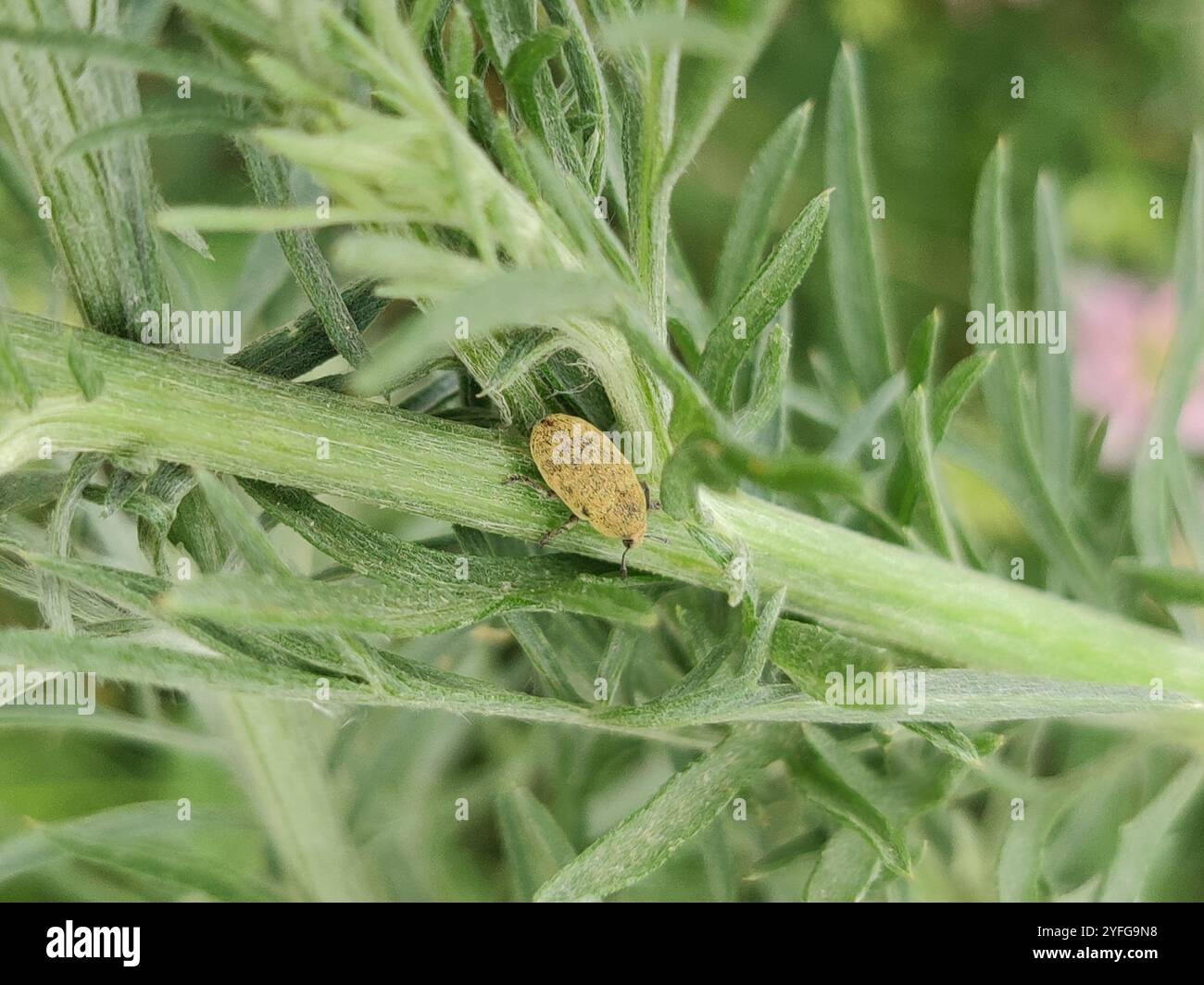 Lesser Knapweed Flower Weevil (Larinus minutus Stock Photo - Alamy