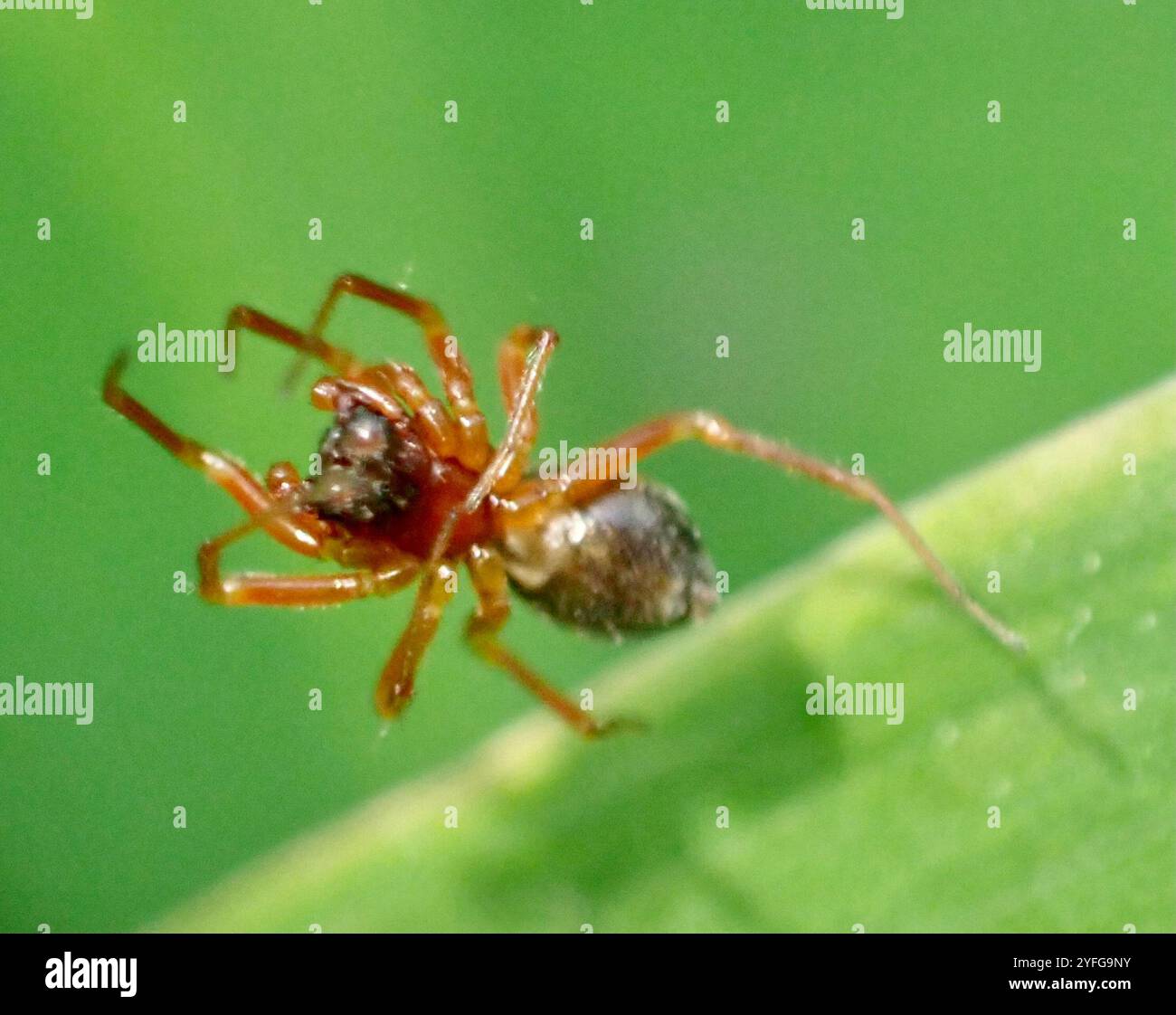 Sheetweb and Dwarf Weavers (Linyphiidae Stock Photo - Alamy