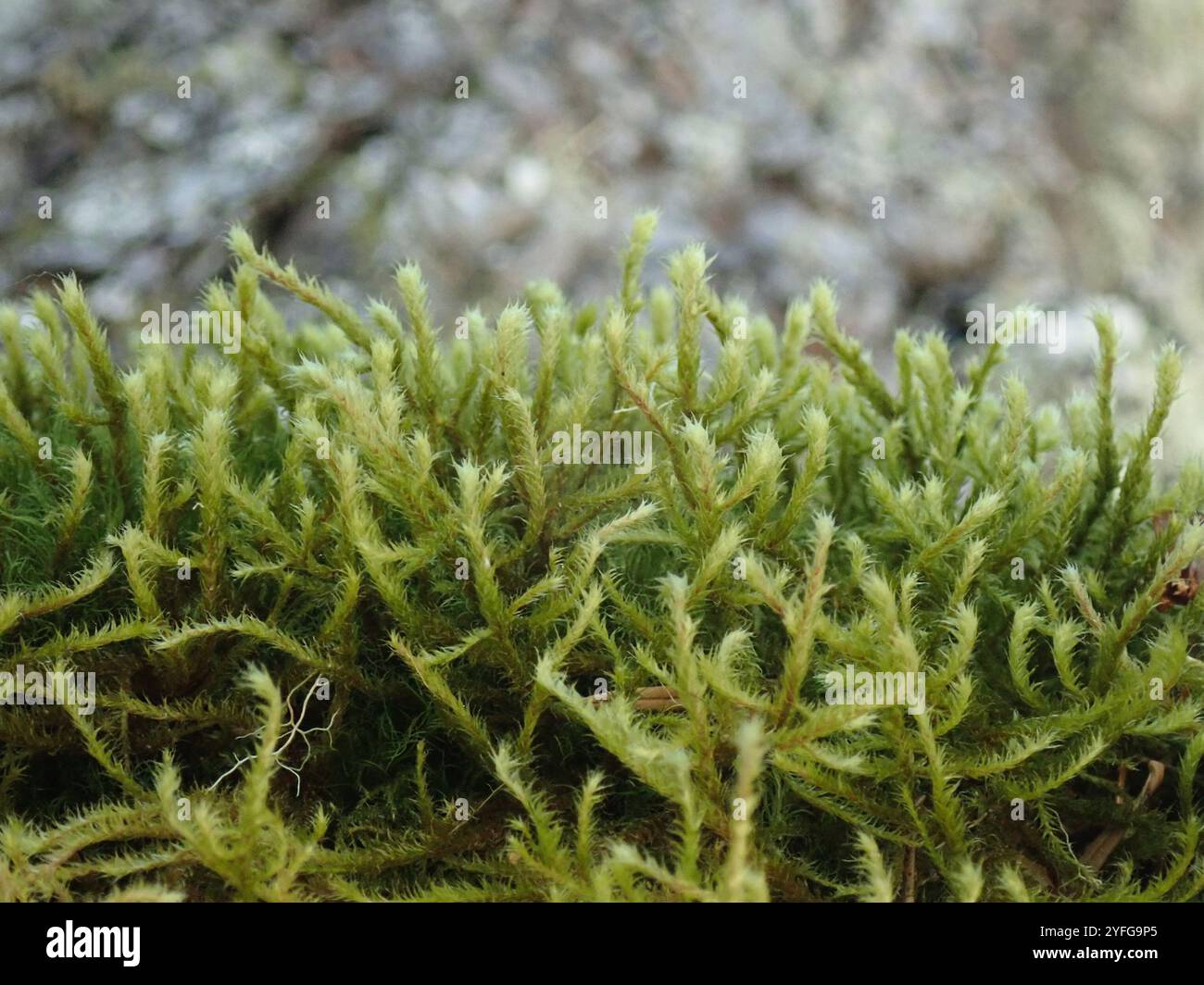 Pendulous wing moss hi-res stock photography and images - Alamy