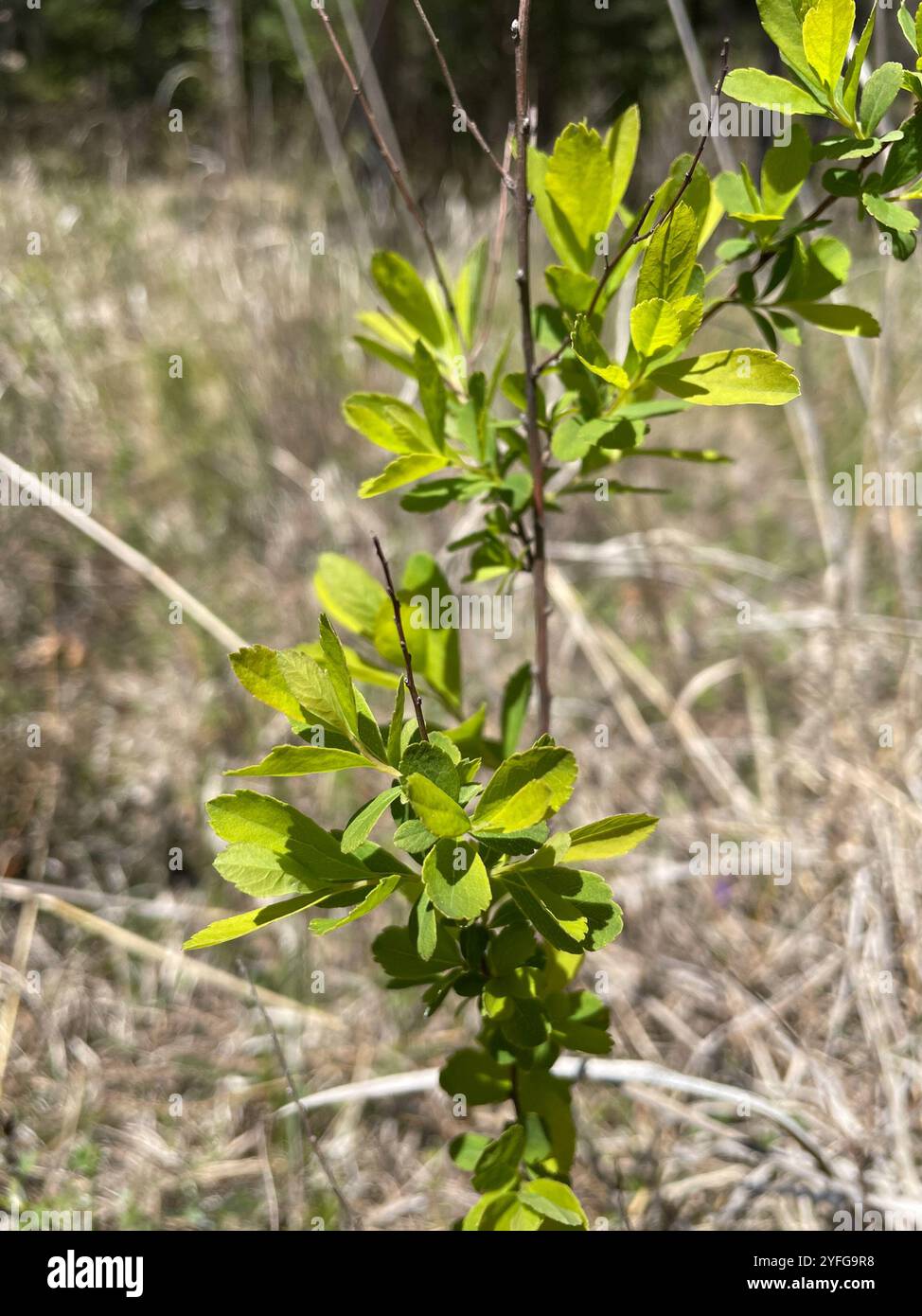 white meadowsweet (Spiraea alba Stock Photo - Alamy