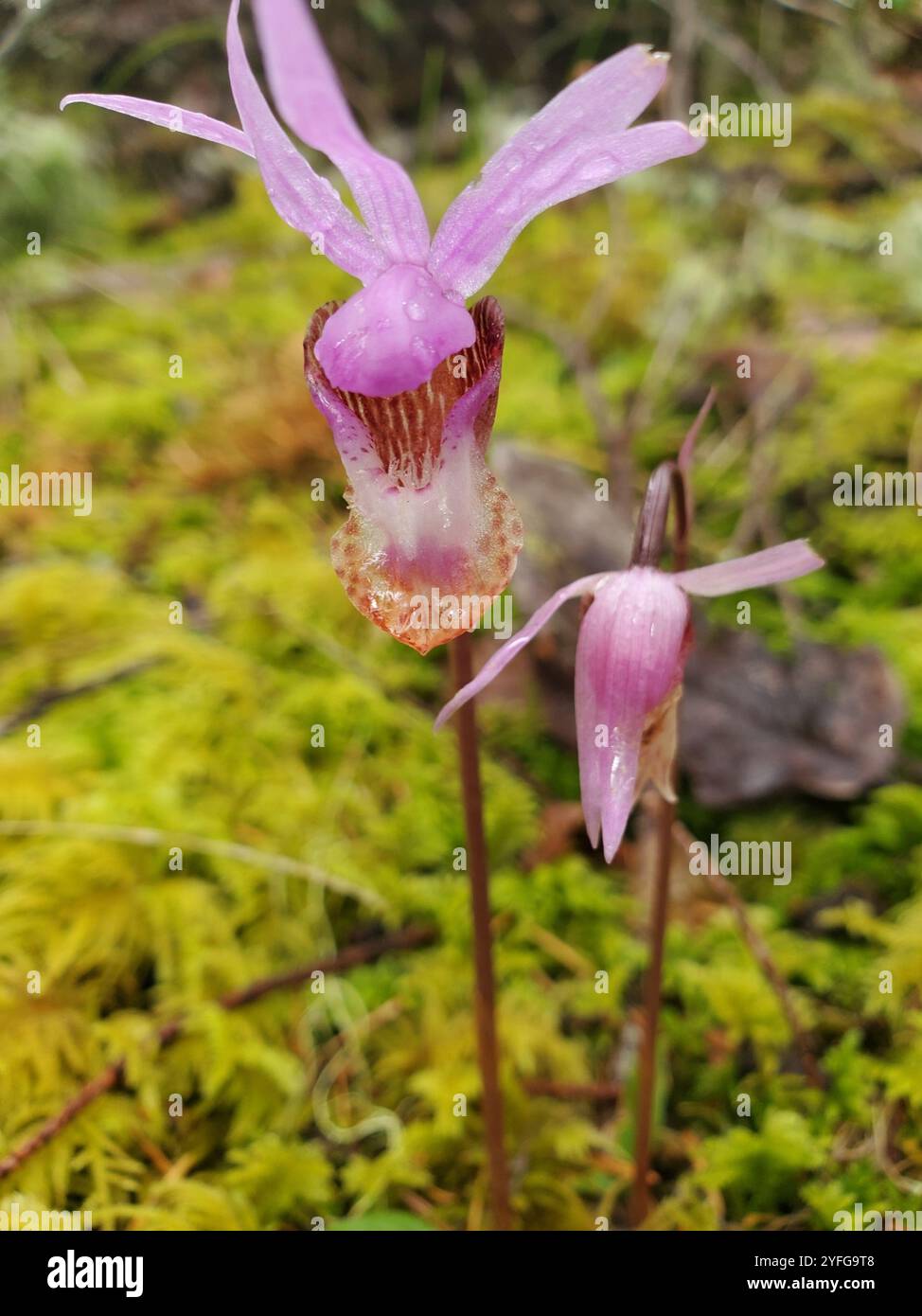Western Fairy-slipper (Calypso bulbosa occidentalis Stock Photo - Alamy