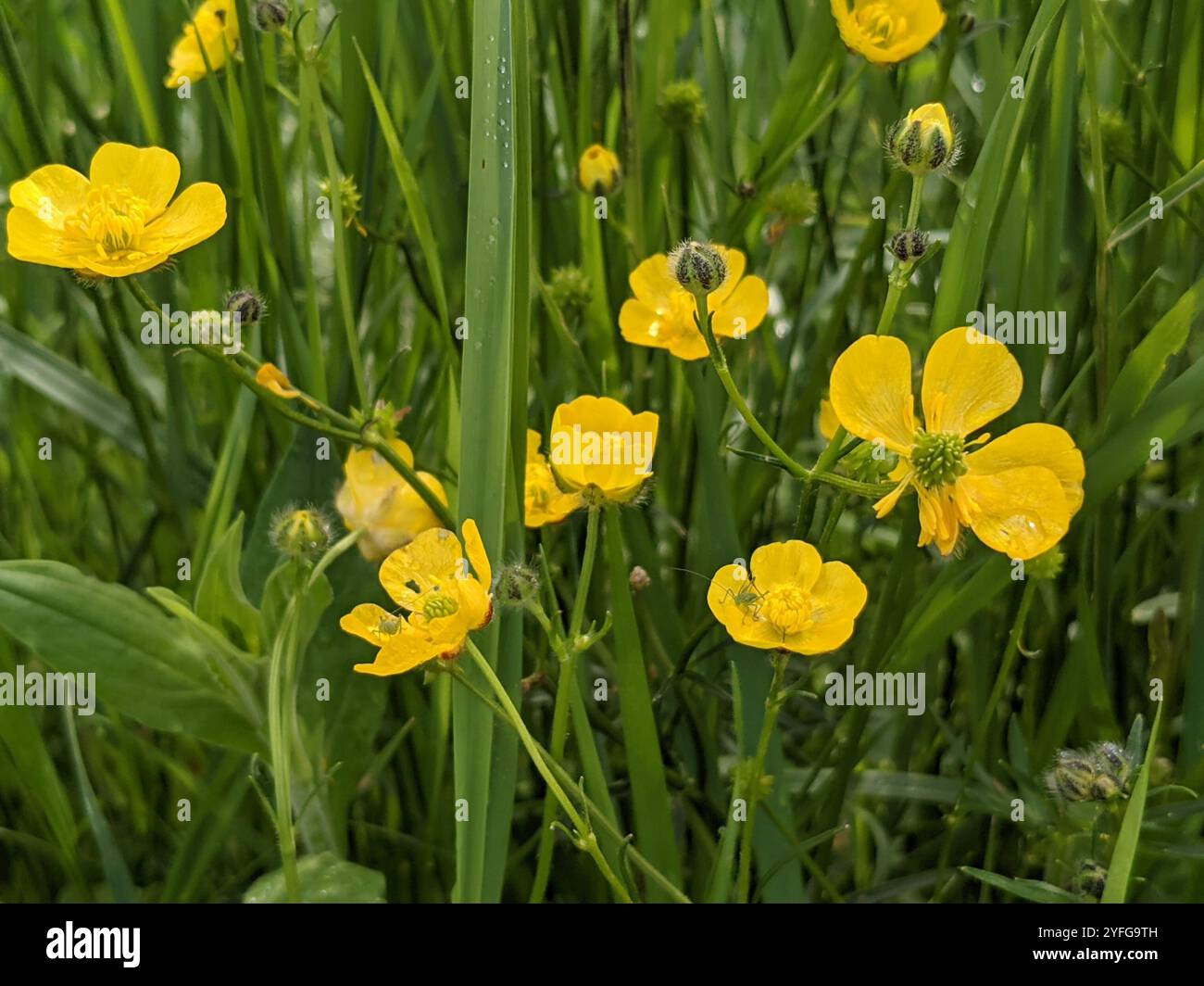 Multi-flowered Buttercup (Ranunculus polyanthemos Stock Photo - Alamy