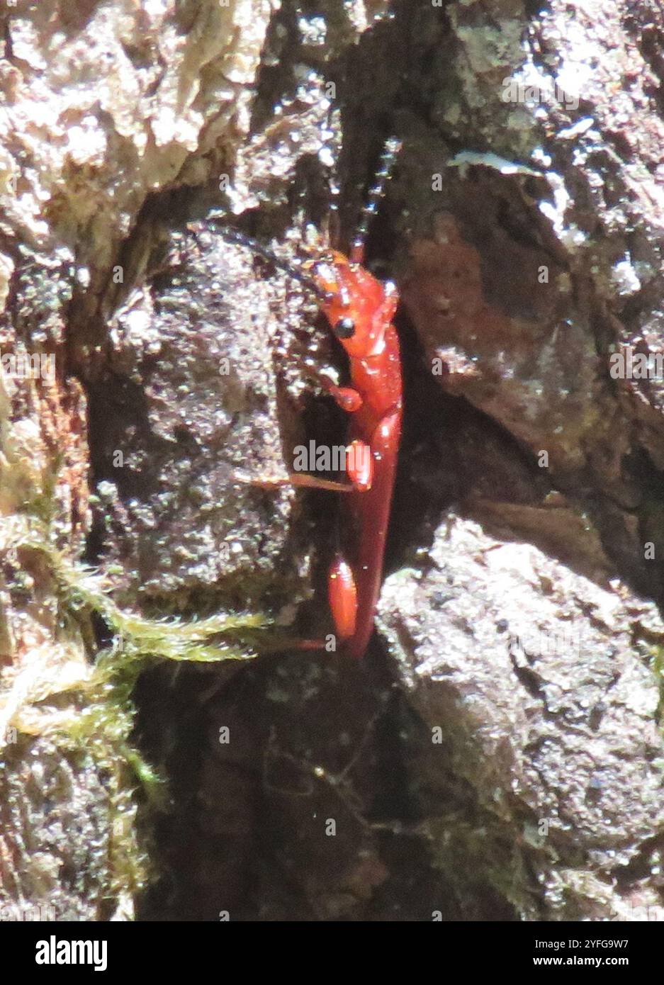 Red Flat Bark Beetle (Cucujus clavipes Stock Photo - Alamy