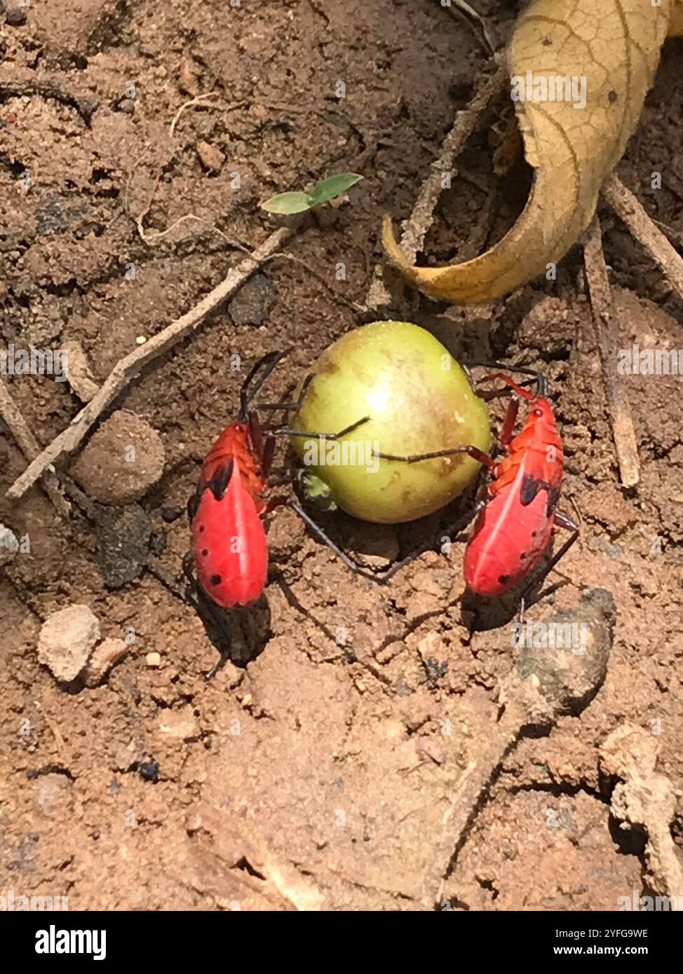 Red Bugs (Pyrrhocoridae Stock Photo - Alamy