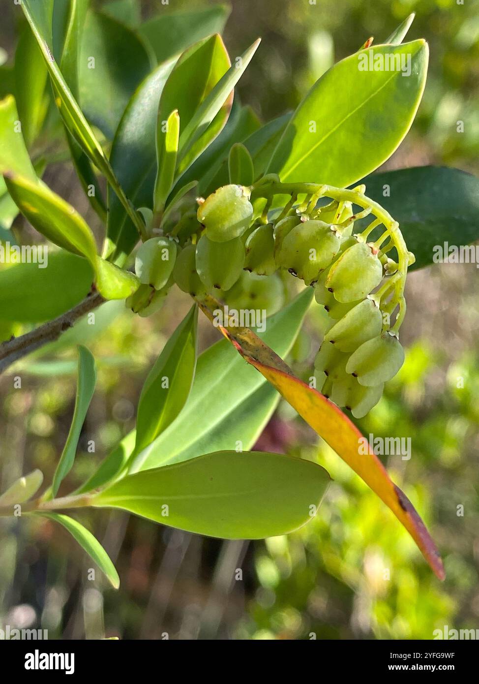 Buckwheat tree (Cliftonia monophylla Stock Photo - Alamy