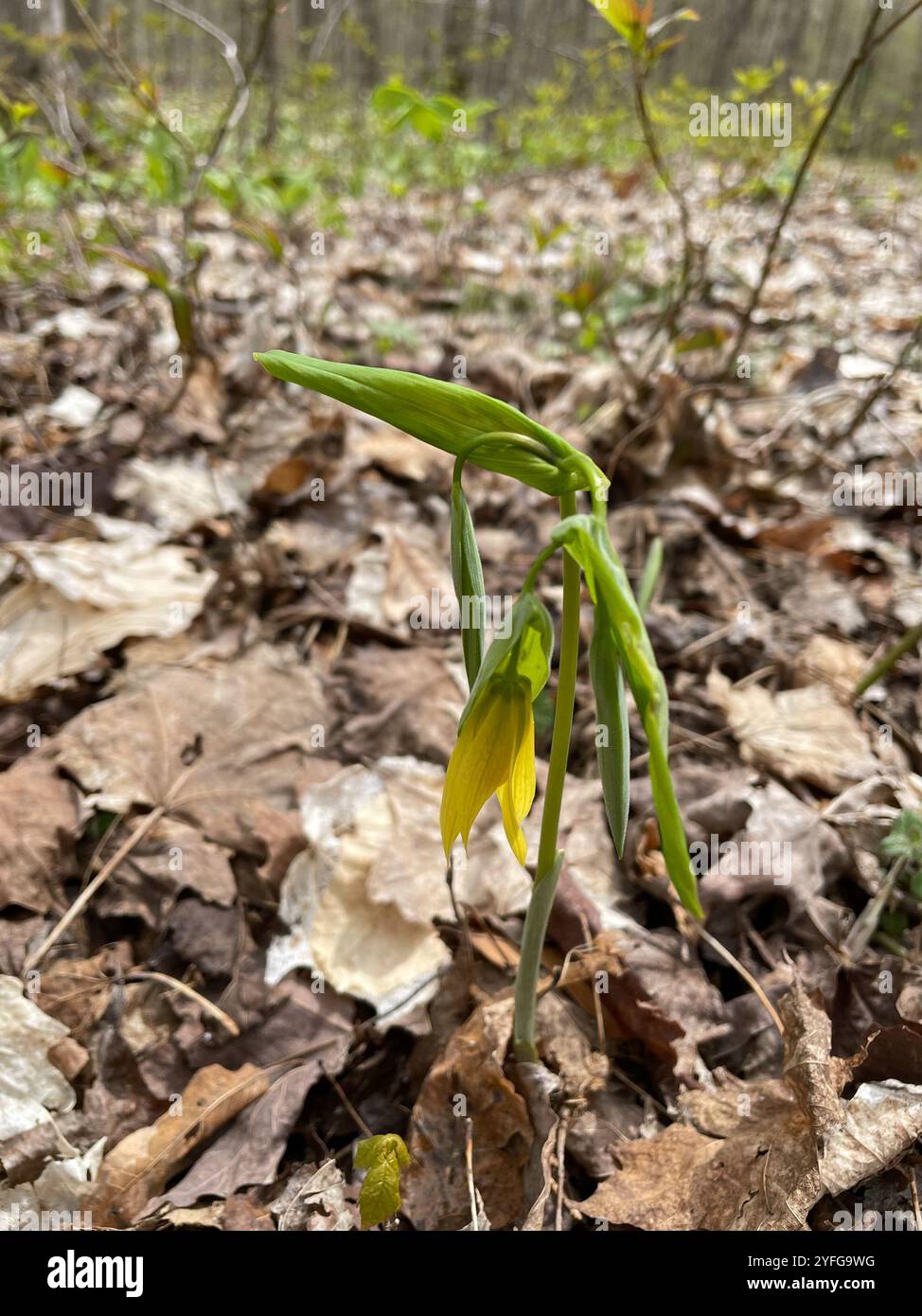 largeflower bellwort (Uvularia grandiflora Stock Photo - Alamy