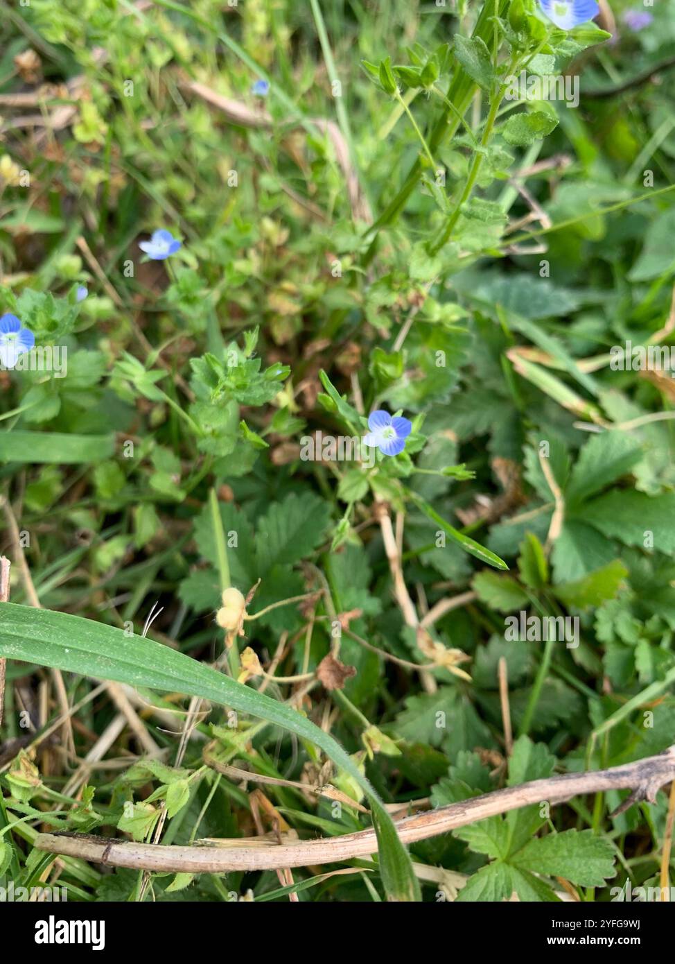 bird's-eye speedwell (Veronica persica Stock Photo - Alamy