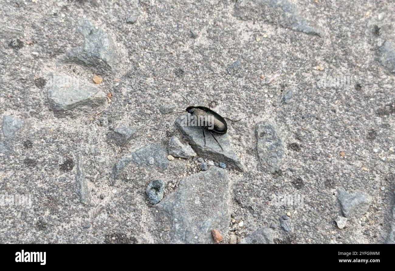 Common Sun Beetle (Amara aenea Stock Photo - Alamy