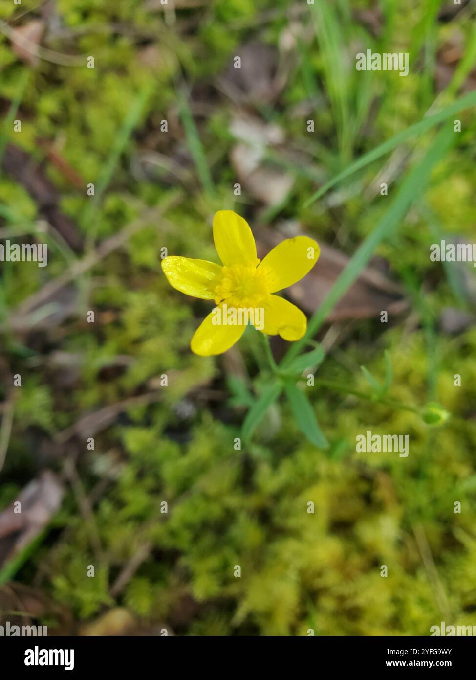 Western Buttercup (Ranunculus occidentalis Stock Photo - Alamy