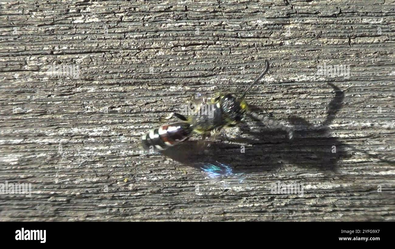 Five-spotted Club-horned Wasp (Sapyga quinquepunctata Stock Photo - Alamy