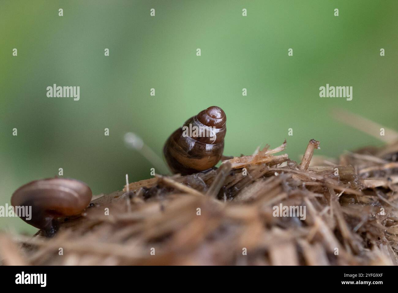 Cochlicopa lubrica hi-res stock photography and images - Alamy