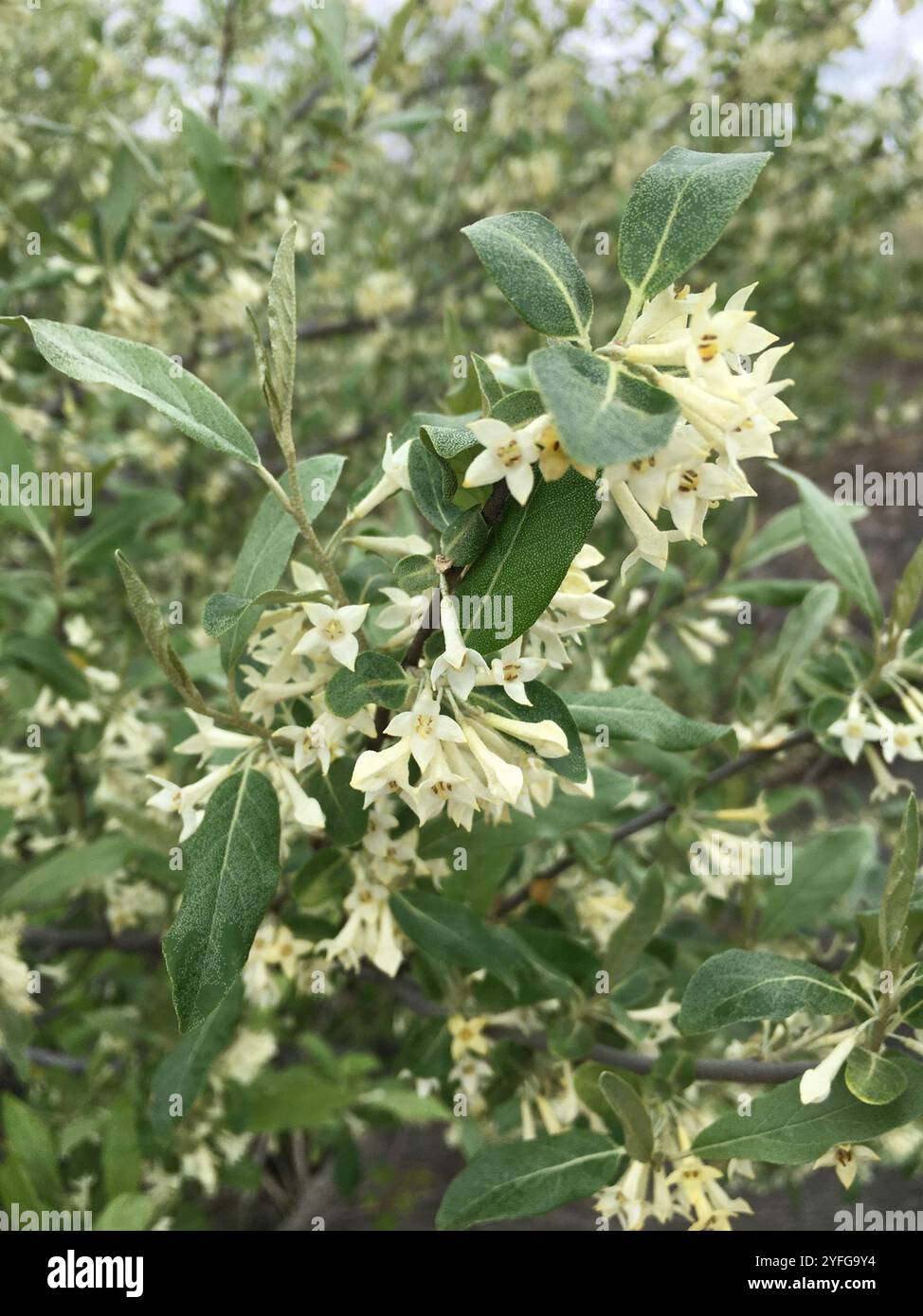 autumn olive (Elaeagnus umbellata Stock Photo - Alamy