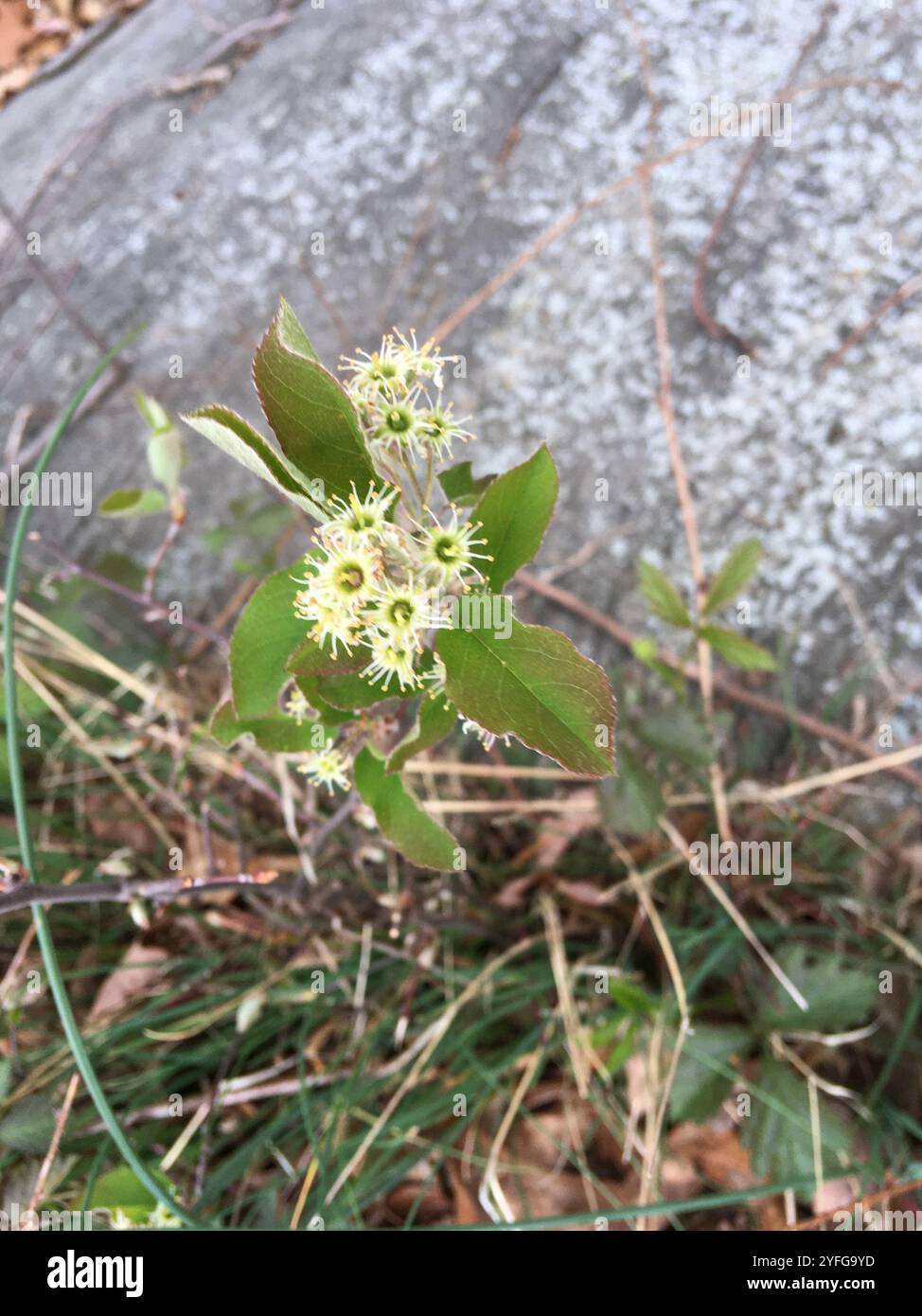 Nantucket Shadbush (Amelanchier nantucketensis Stock Photo - Alamy