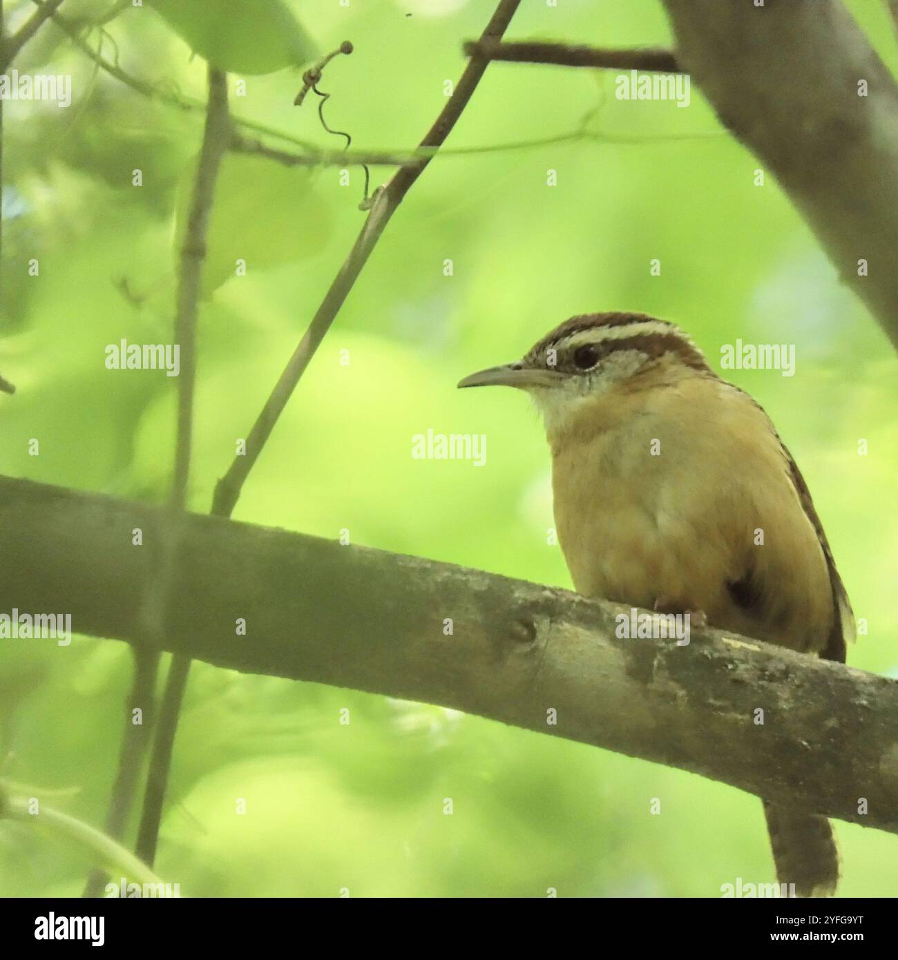 Carolina Wren (Thryothorus ludovicianus Stock Photo - Alamy