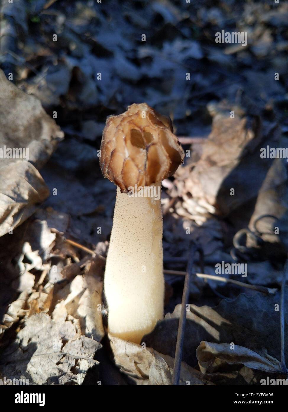 Half-free Morel (Morchella punctipes Stock Photo - Alamy