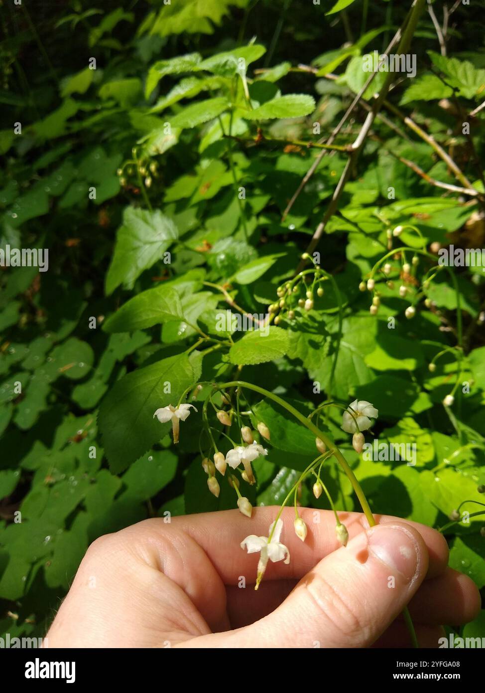 White Inside-out Flower (Vancouveria hexandra Stock Photo - Alamy