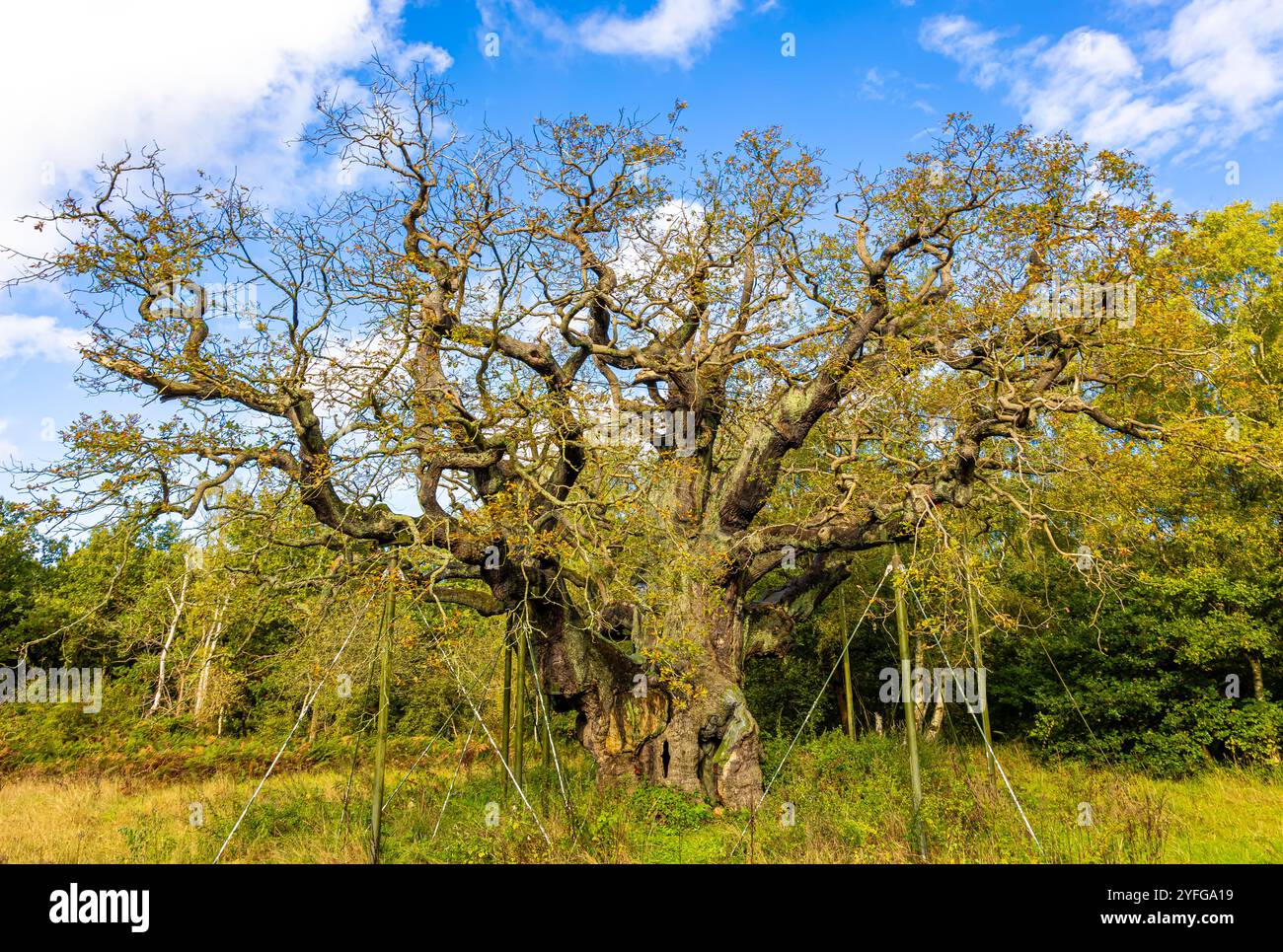 The Major Oak, a large English oak near the village of Edwinstowe in ...