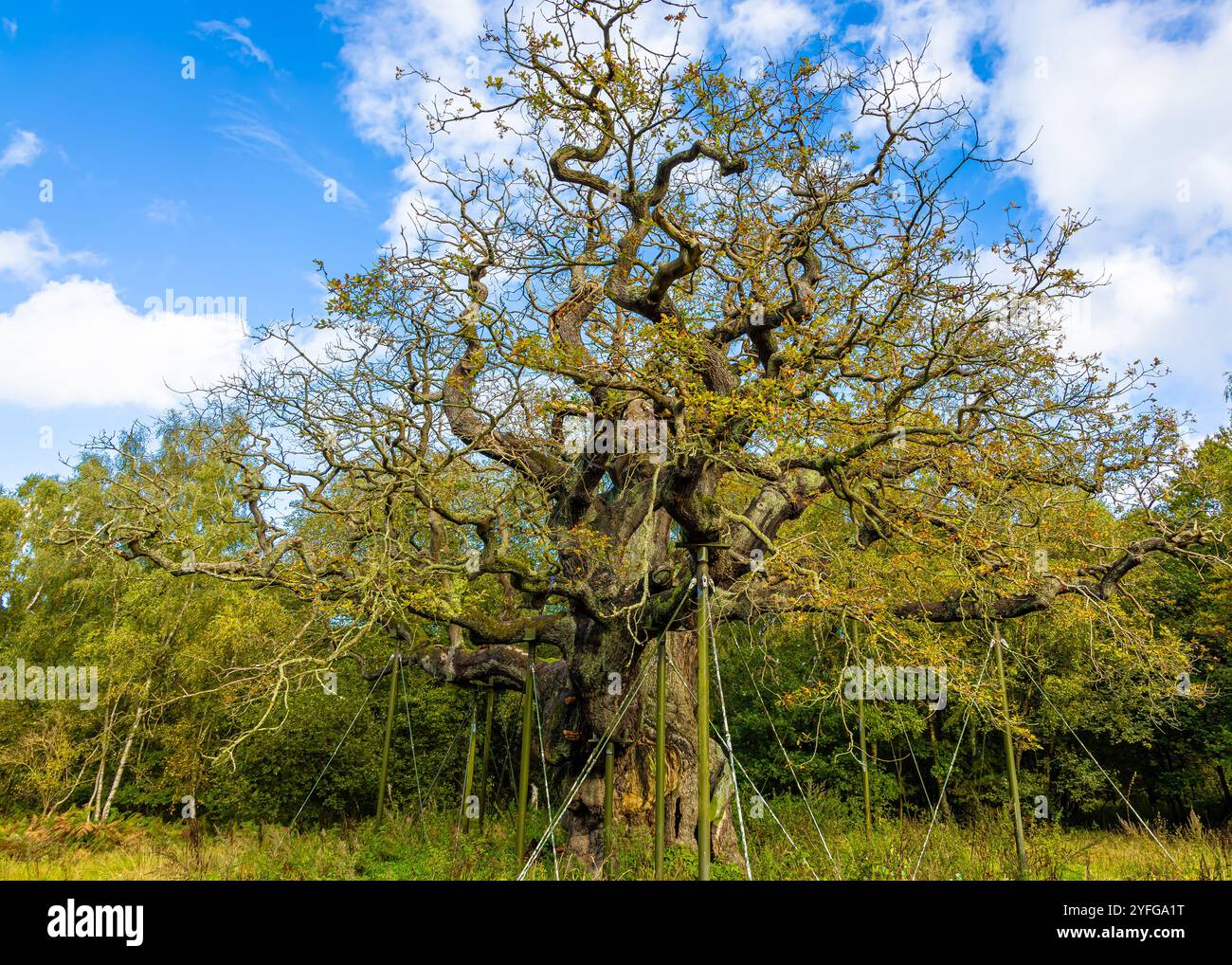 The Major Oak, a large English oak near the village of Edwinstowe in ...