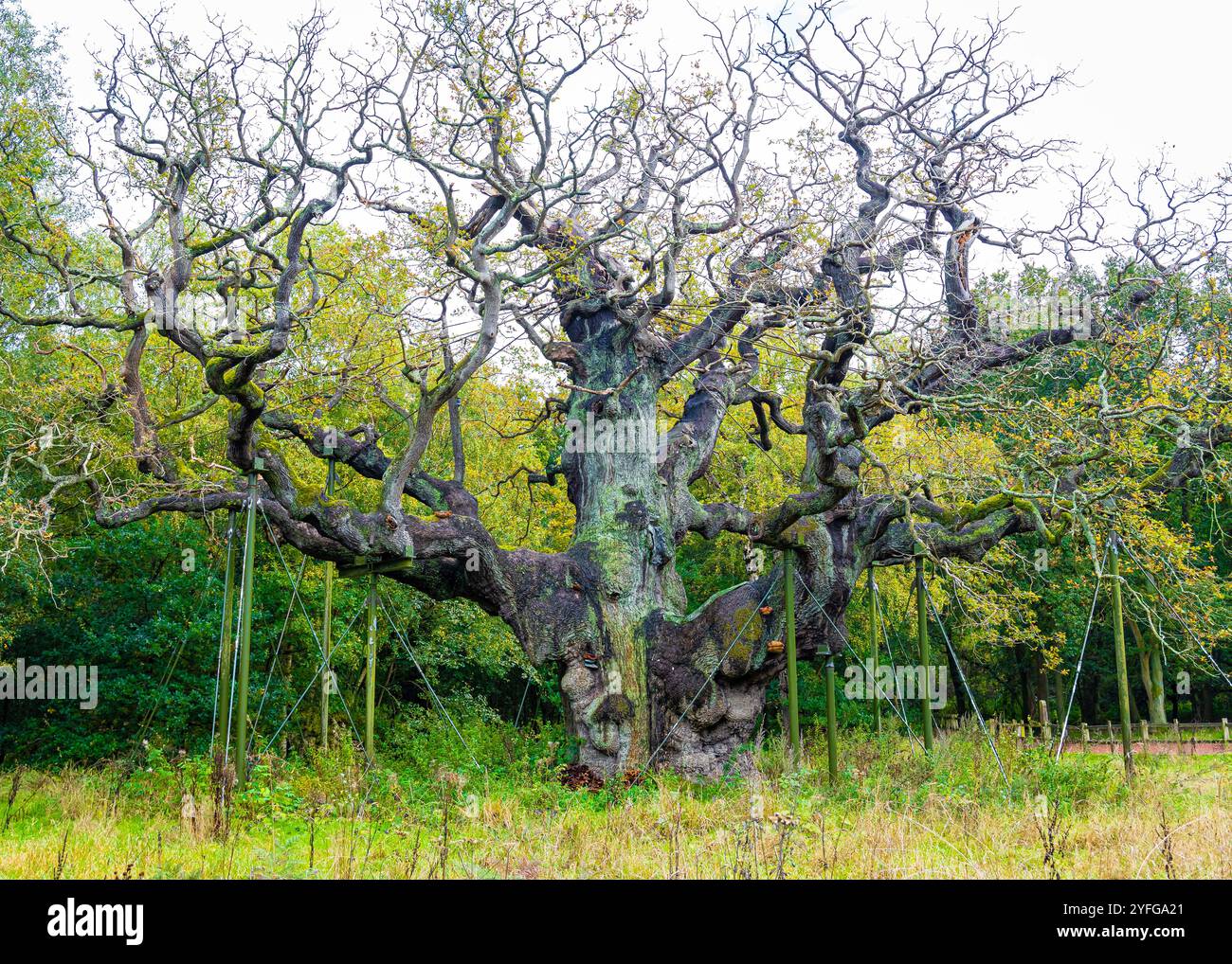 The Major Oak, a large English oak near the village of Edwinstowe in ...
