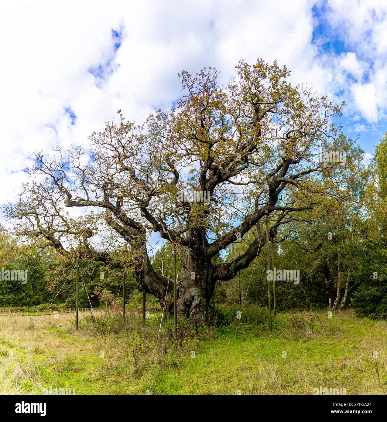 The Major Oak, a large English oak near the village of Edwinstowe in ...