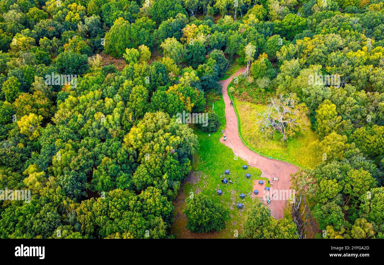 The Major Oak, a large English oak near the village of Edwinstowe in ...