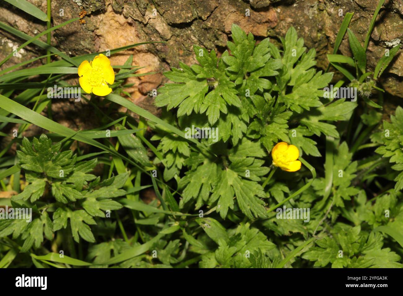 Creeping buttercup (Ranunculus repens Stock Photo - Alamy