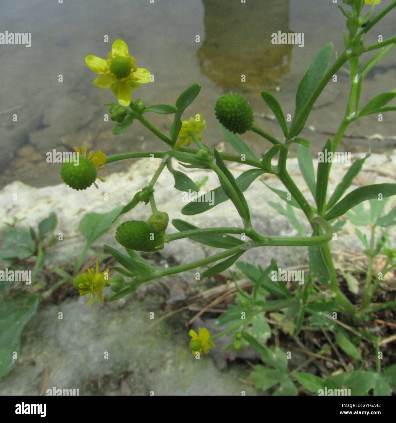 cursed crowfoot (Ranunculus sceleratus Stock Photo - Alamy