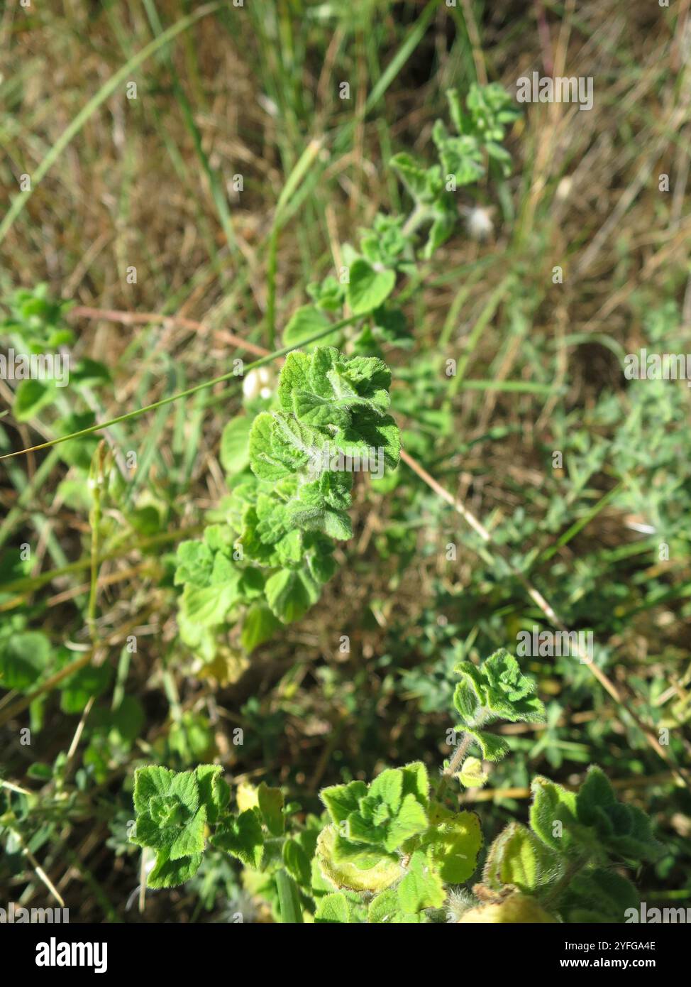 Lesser Calamint (Clinopodium nepeta Stock Photo - Alamy