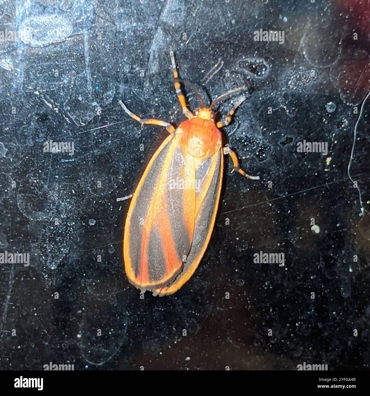 Painted Lichen Moth (Hypoprepia fucosa Stock Photo - Alamy