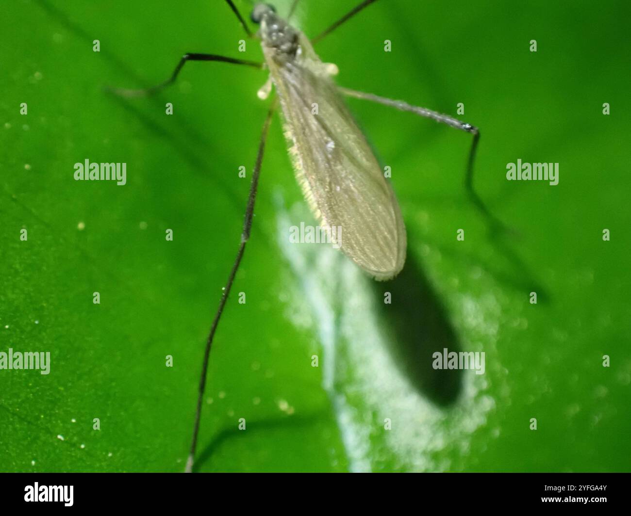 Crane Flies (Tipulomorpha Stock Photo - Alamy