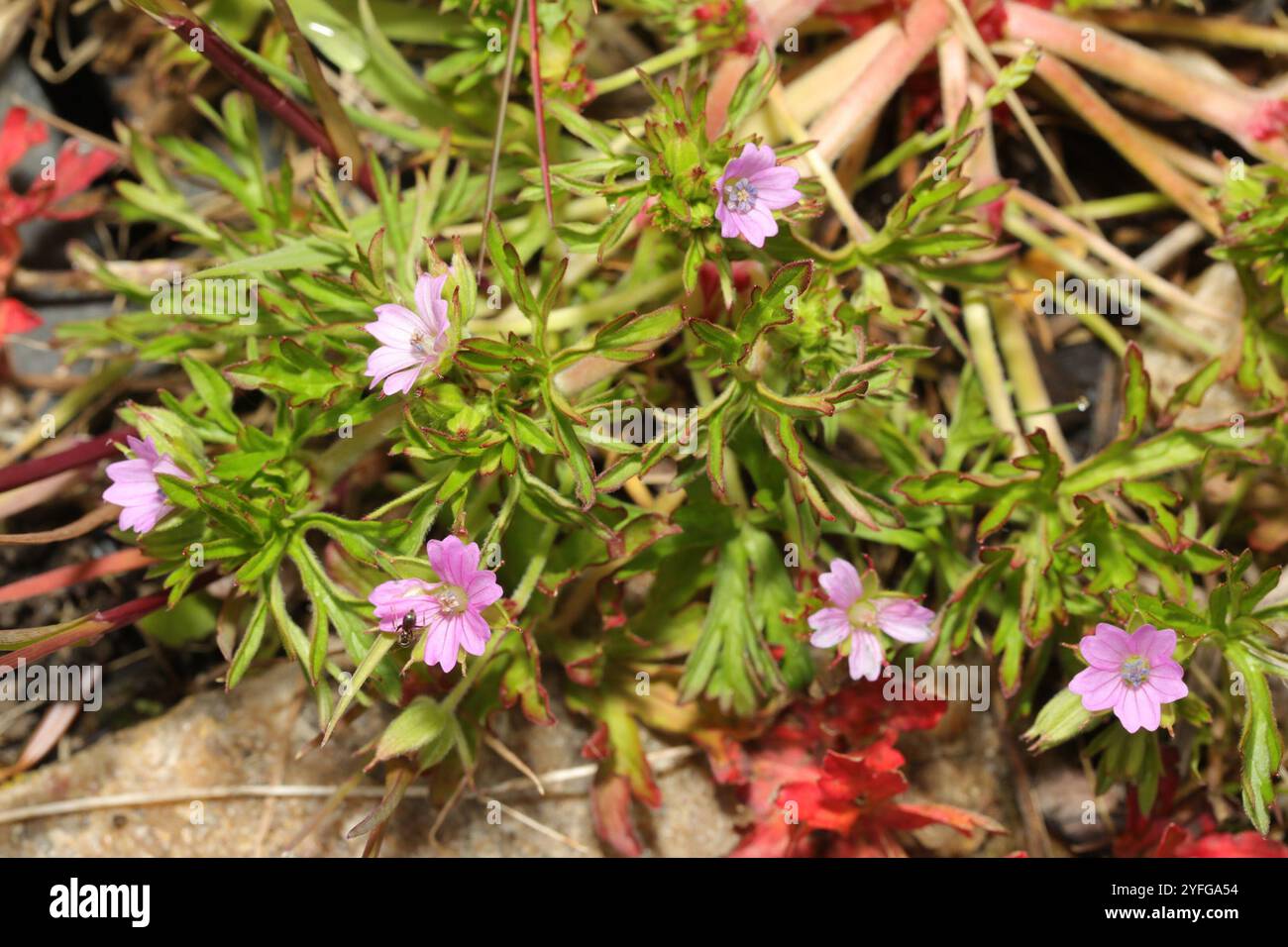 Cut-leaved crane's-bill (Geranium dissectum Stock Photo - Alamy