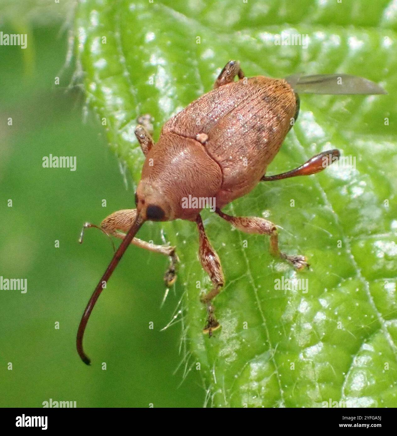 acorn weevil (Curculio glandium Stock Photo - Alamy