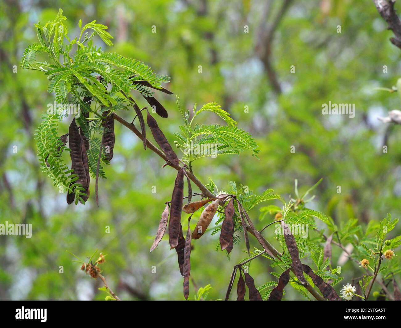 White leadtree (Leucaena leucocephala Stock Photo - Alamy