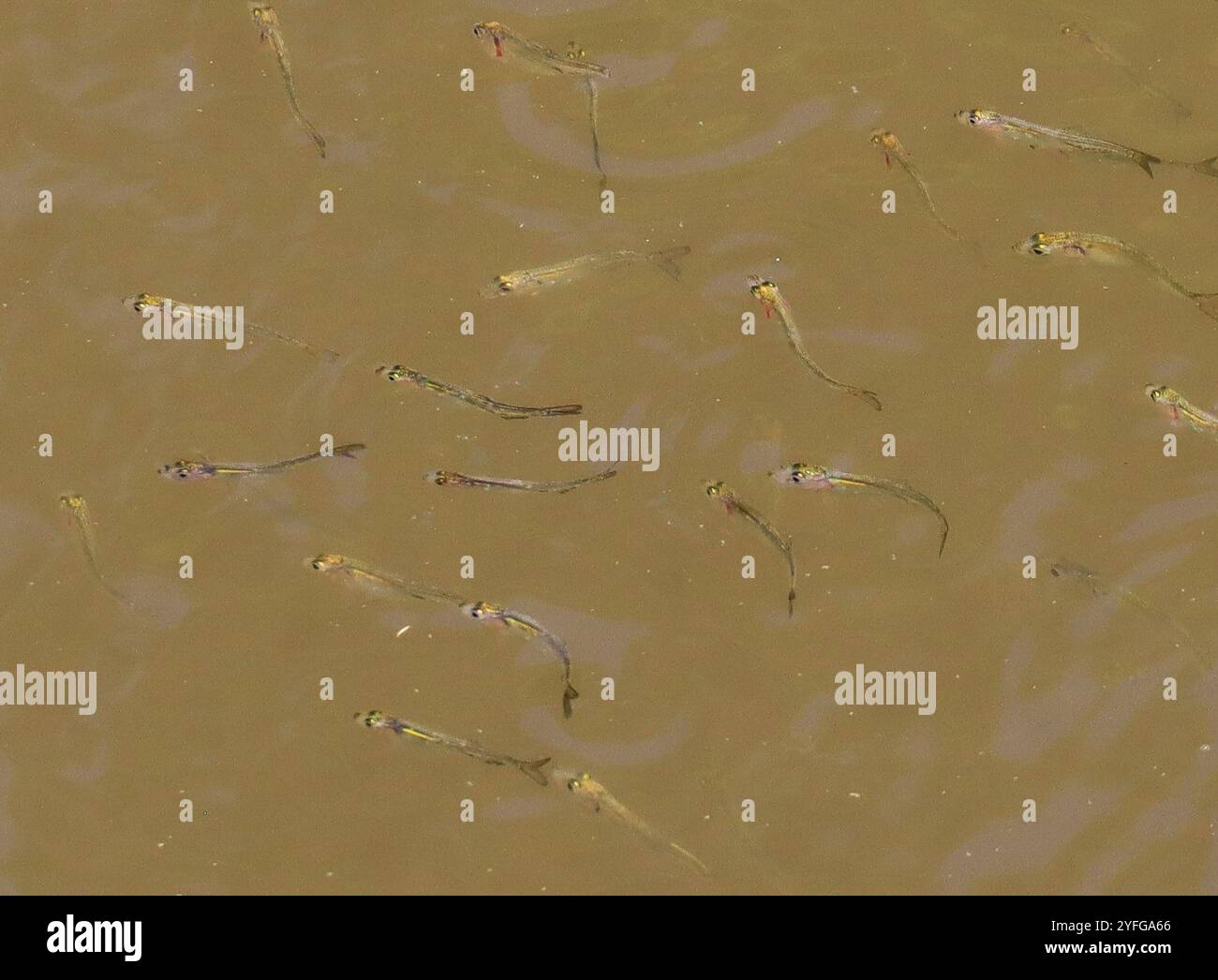 Labidesthes sicculus hi-res stock photography and images - Alamy