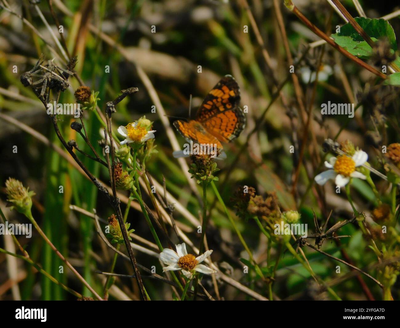 White beggarticks (Bidens alba Stock Photo - Alamy