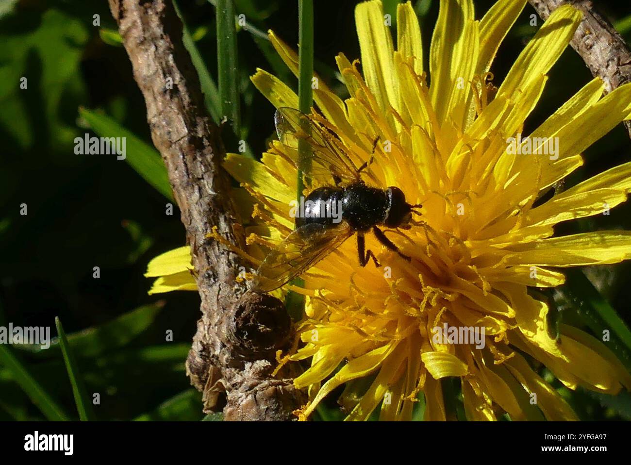 Wood Flies (Blera Stock Photo - Alamy