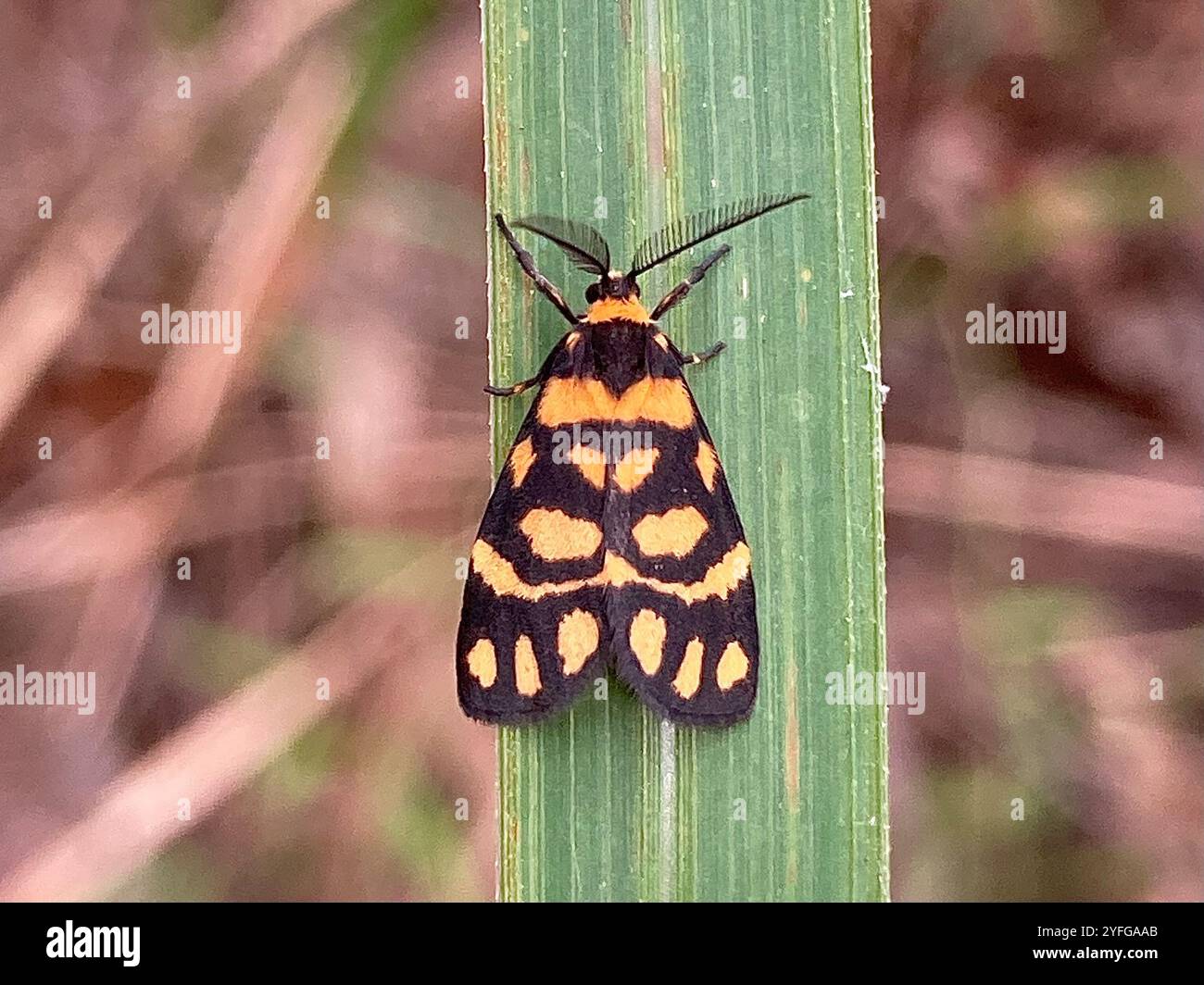 Lydia Lichen Moth (Asura lydia Stock Photo - Alamy