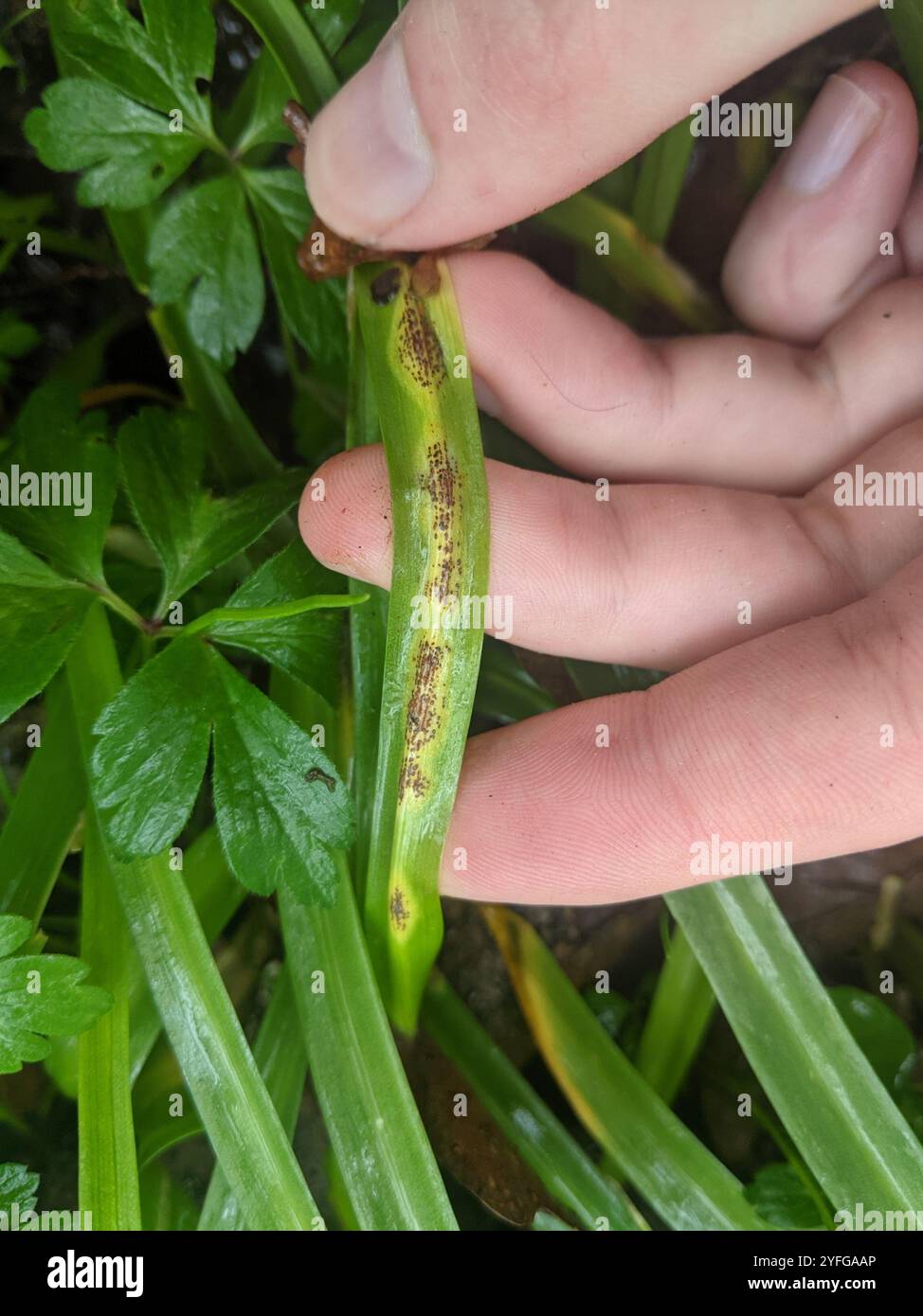 Bluebell rust (Uromyces hyacinthi Stock Photo - Alamy
