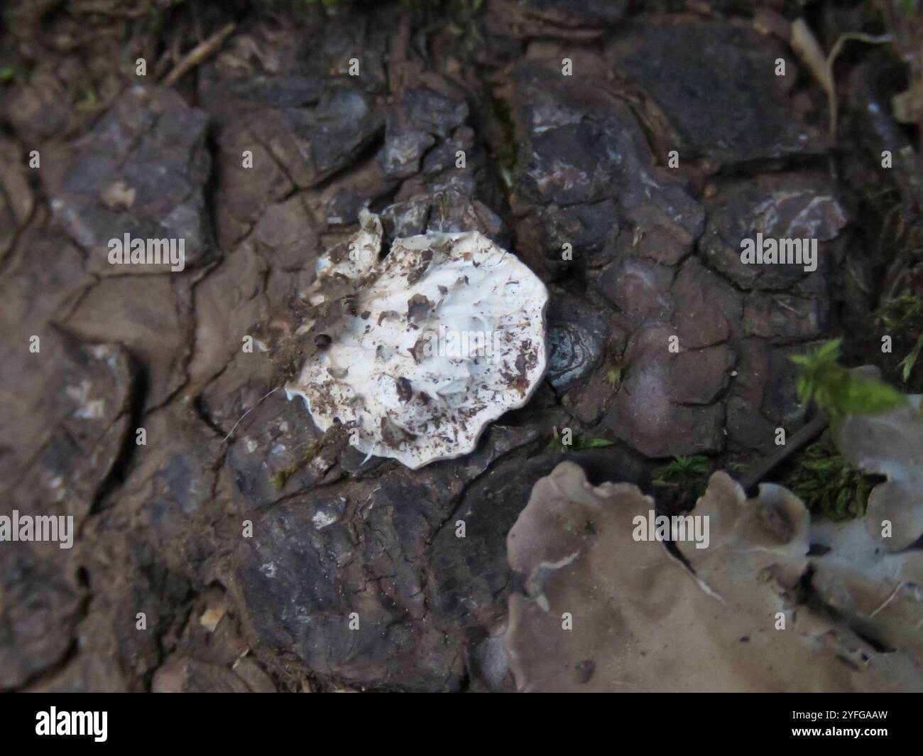 dog pelt lichen (Peltigera canina Stock Photo - Alamy