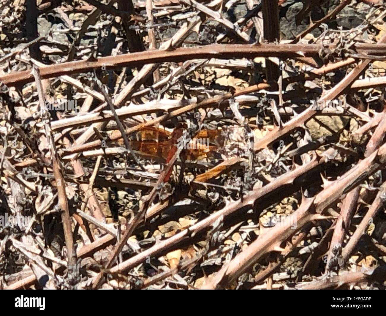 Flame Skimmer (Libellula saturata Stock Photo - Alamy