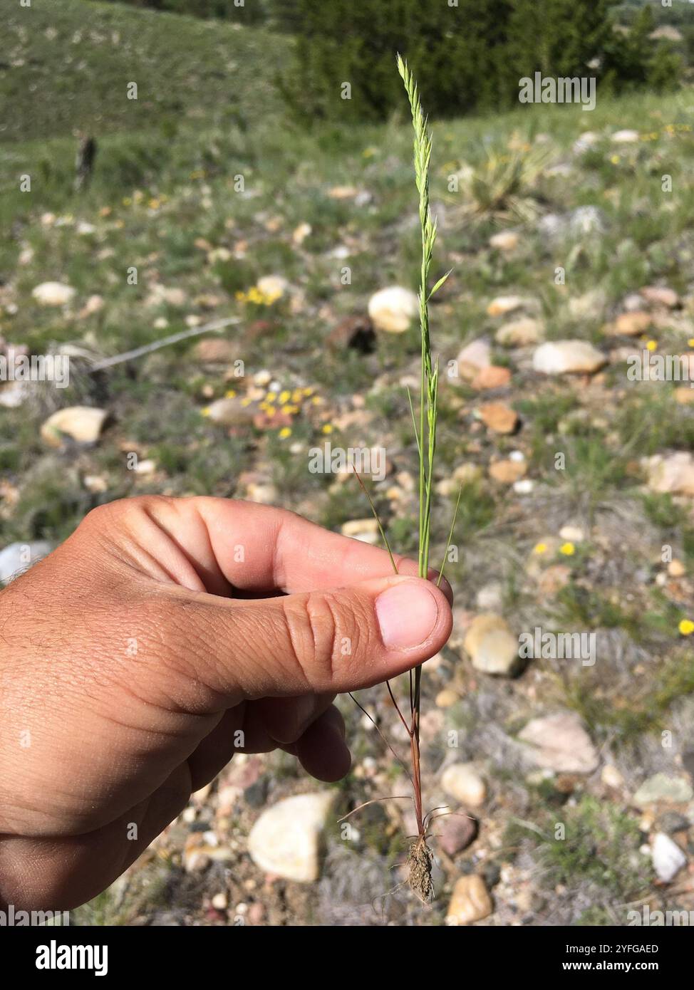 Sixweeks Fescue (Vulpia octoflora Stock Photo - Alamy