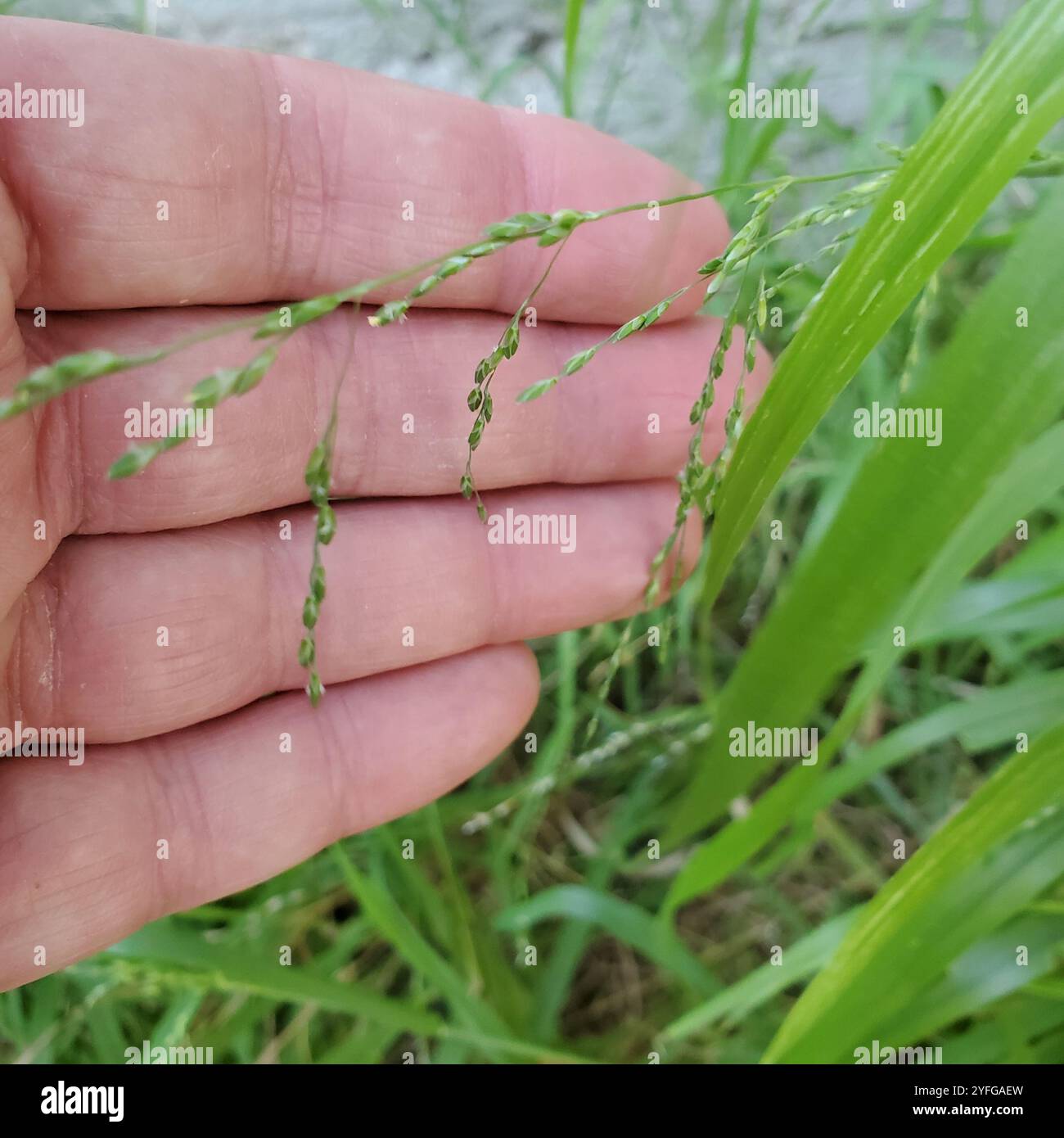 Ehrharta erecta hi-res stock photography and images - Alamy