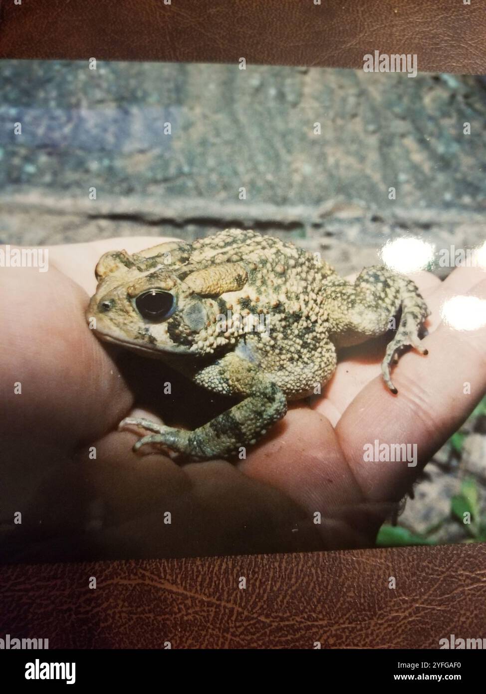 North American Toads (Anaxyrus Stock Photo - Alamy