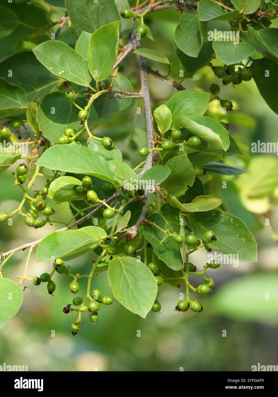 Clammy Cherry (Cordia dichotoma Stock Photo - Alamy