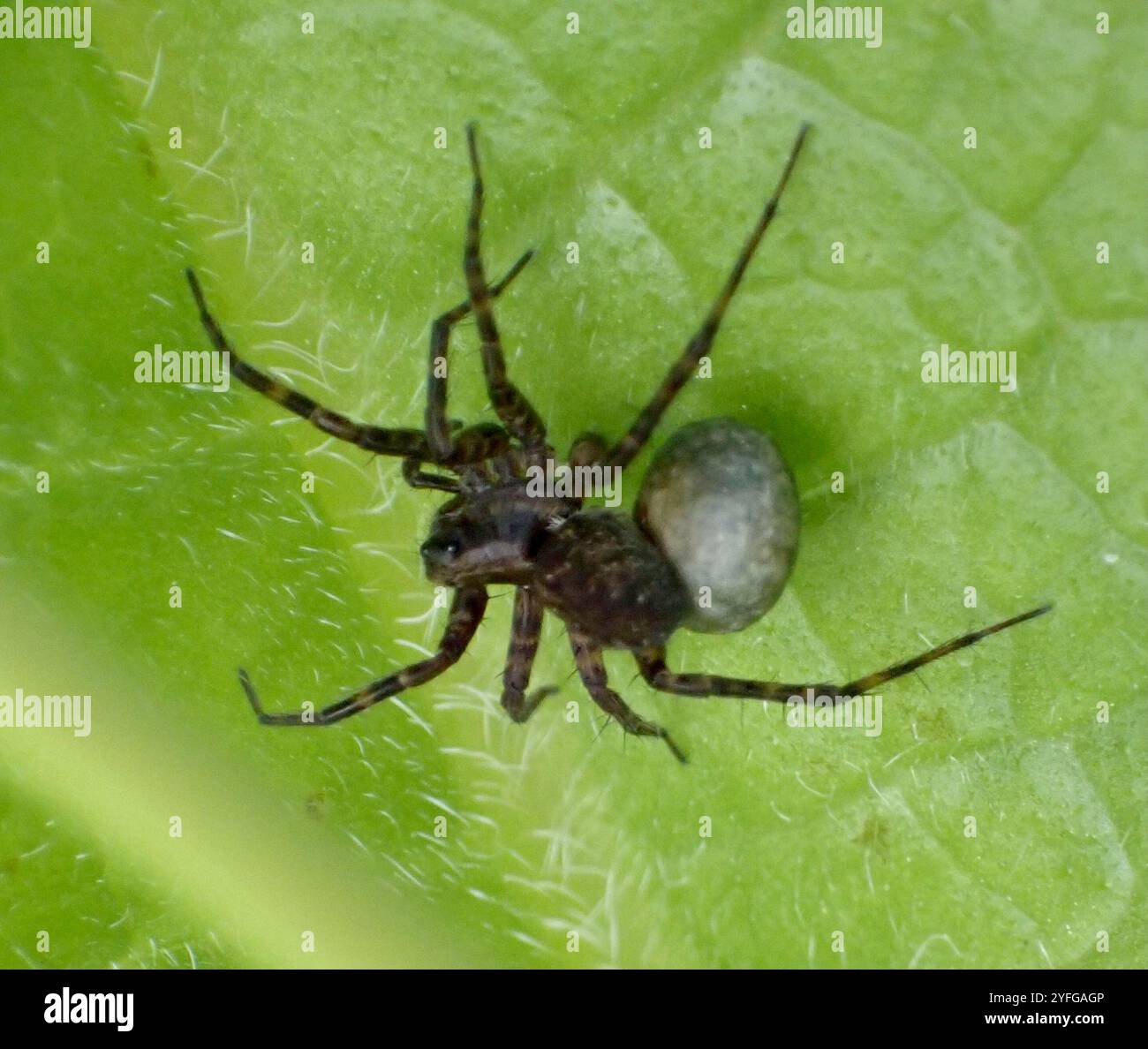 Thin-legged Wolf Spiders (Pardosa Stock Photo - Alamy