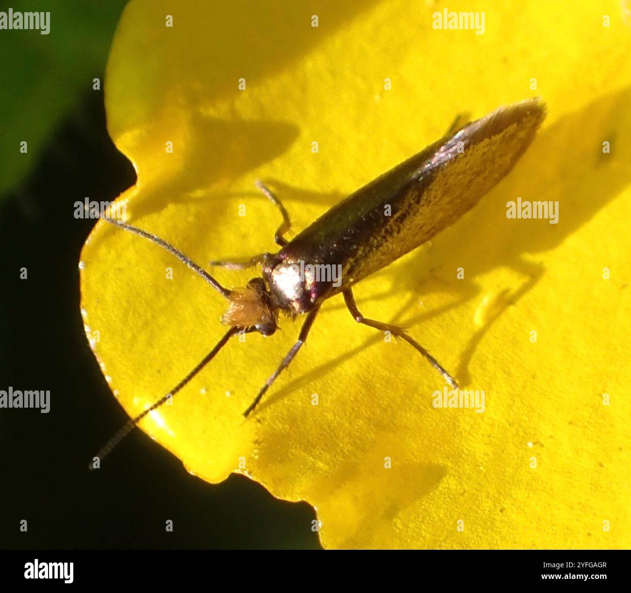 Marsh Marigold Moth (Micropterix calthella Stock Photo - Alamy