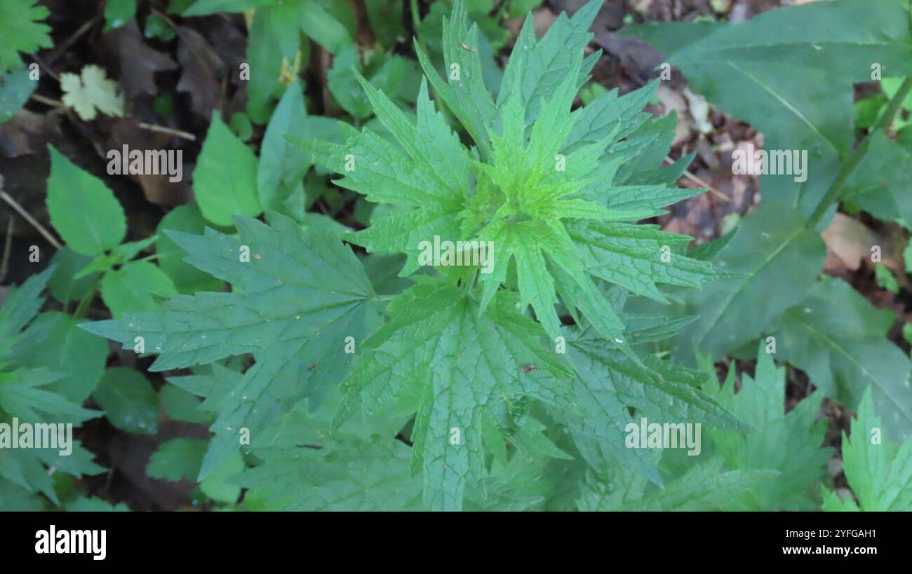 common motherwort (Leonurus cardiaca Stock Photo - Alamy