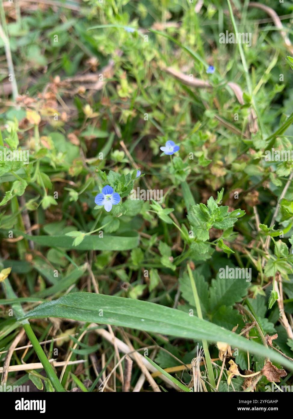 bird's-eye speedwell (Veronica persica Stock Photo - Alamy