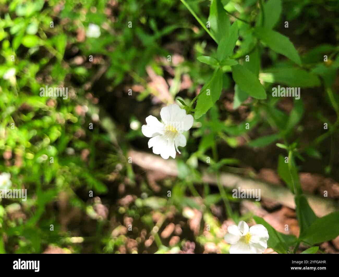 Florida Hedge Hyssop (Gratiola floridana Stock Photo - Alamy