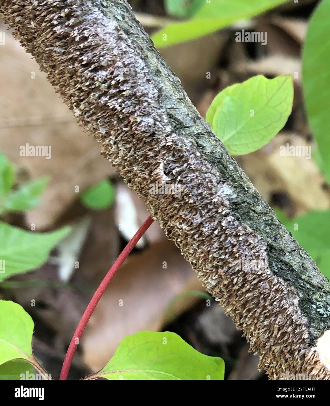brown-toothed crust fungus (Hydnoporia olivacea Stock Photo - Alamy